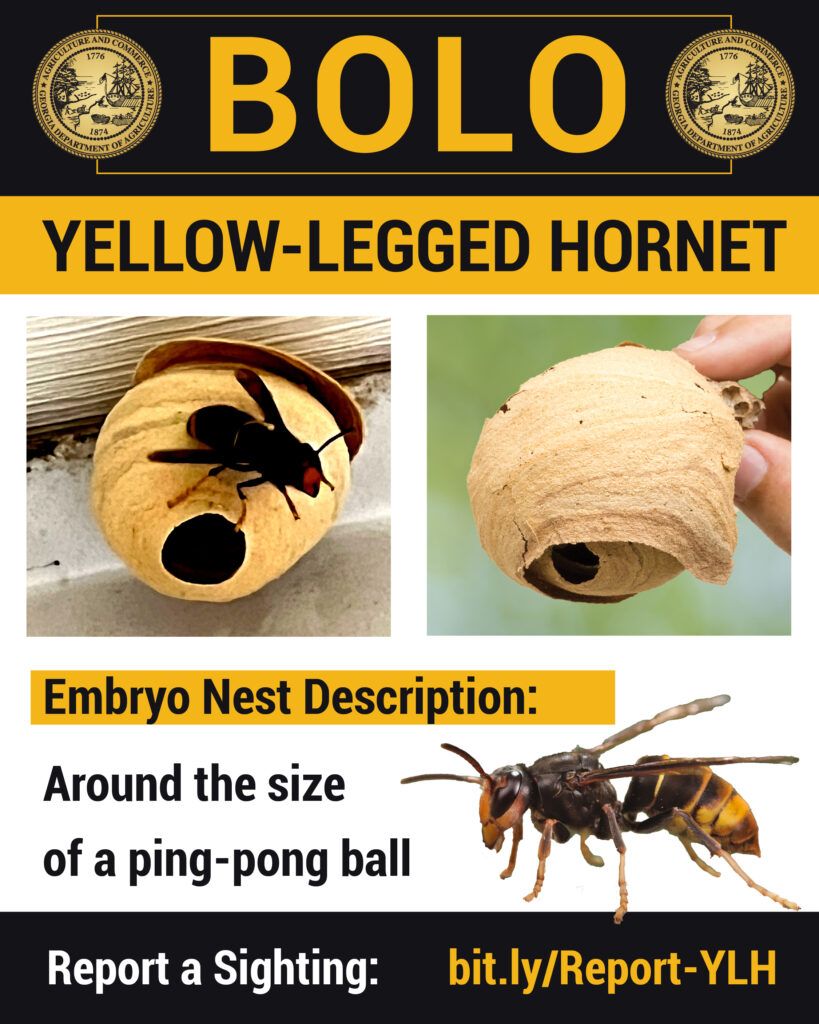 State Warns 5 Counties to Remain Vigilant in Yellow-Legged Hornet ...